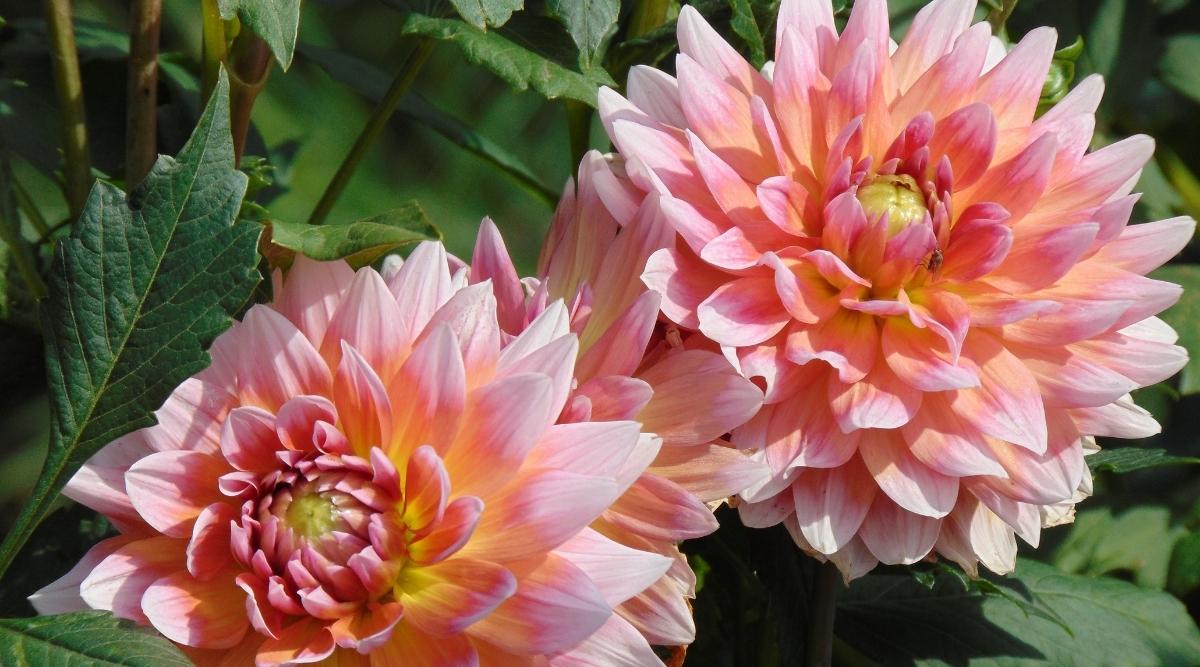 Dahlia Varieties: 64 Different Types of Dahlia You'll Love