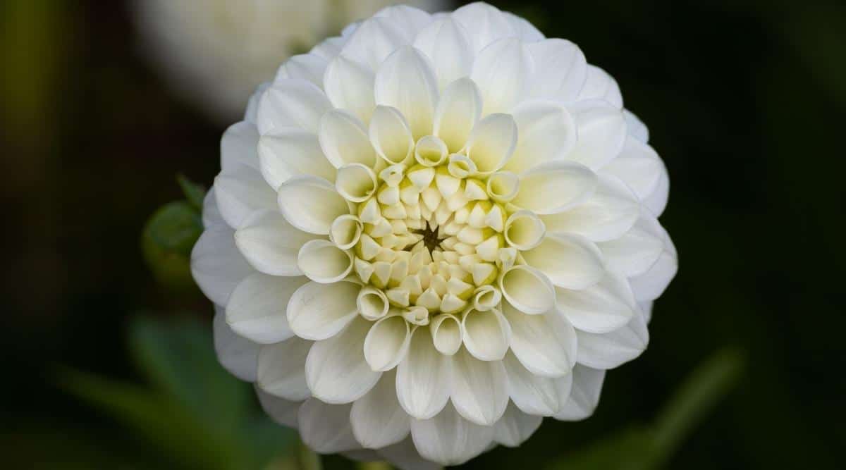 21 White Dahlia Varieties to Grow This Season