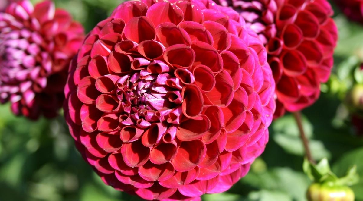 Dahlia Varieties: 64 Different Types of Dahlia You'll Love