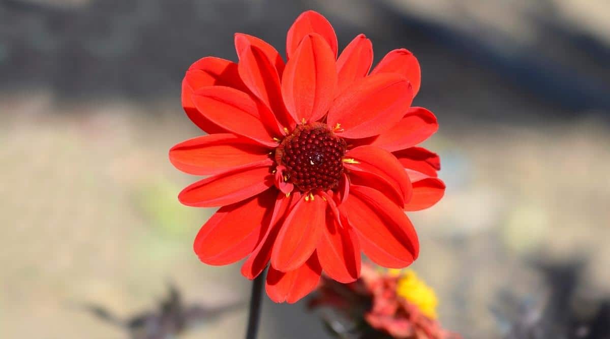 21 Red Dahlia Varieties For Your Flowerbeds