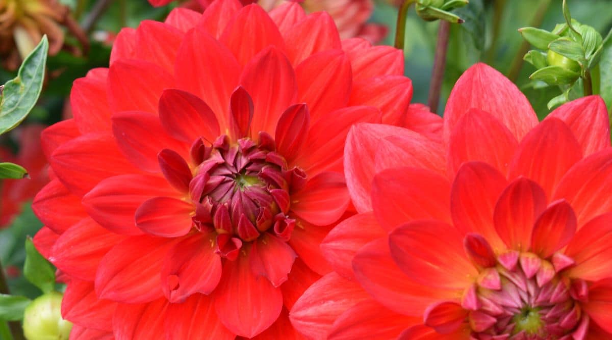 21 Red Dahlia Varieties For Your Flowerbeds