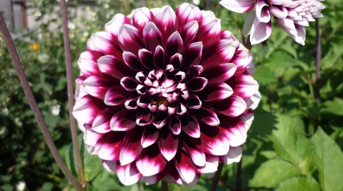 Dahlia Varieties: 64 Different Types of Dahlia You'll Love