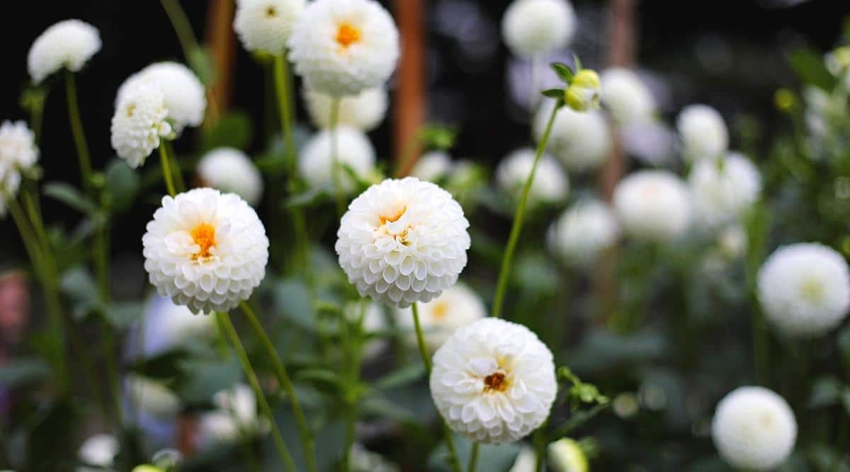 21 White Dahlia Varieties to Grow This Season