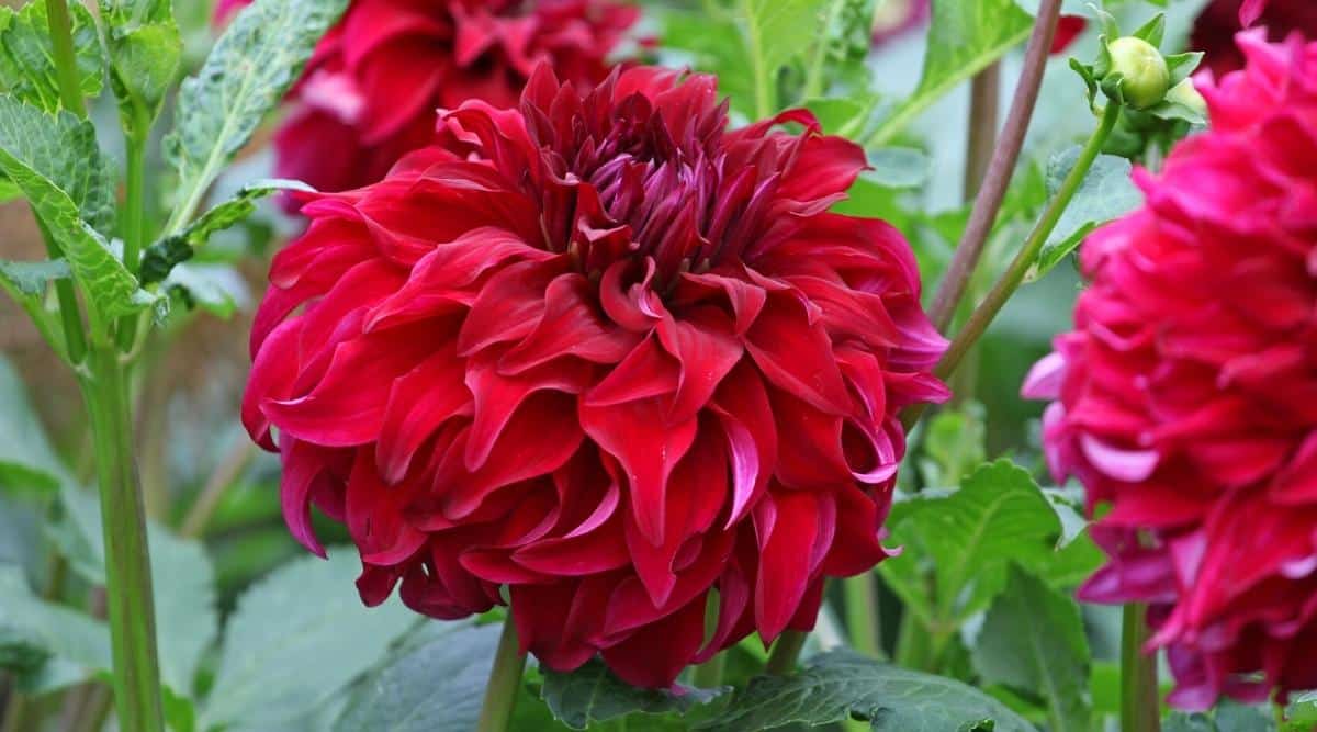 21 Red Dahlia Varieties For Your Flowerbeds