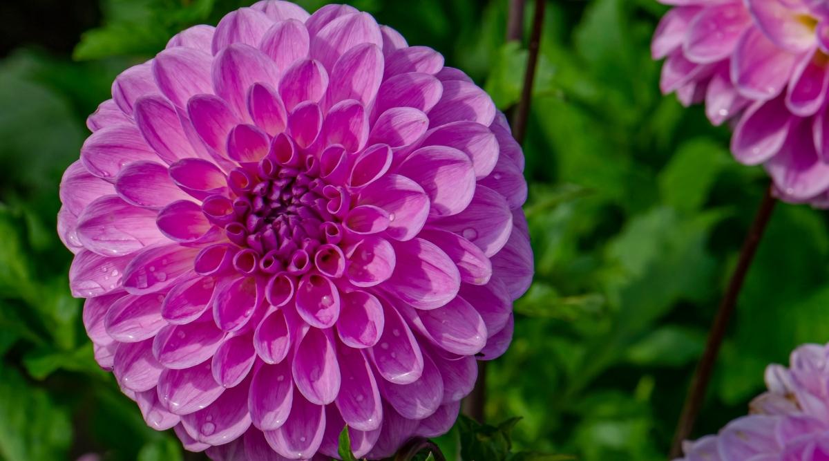 Dahlia Varieties: 64 Different Types of Dahlia You'll Love