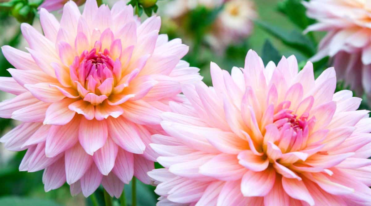 21 Pink Dahlia Varieties With Beautiful Blooms