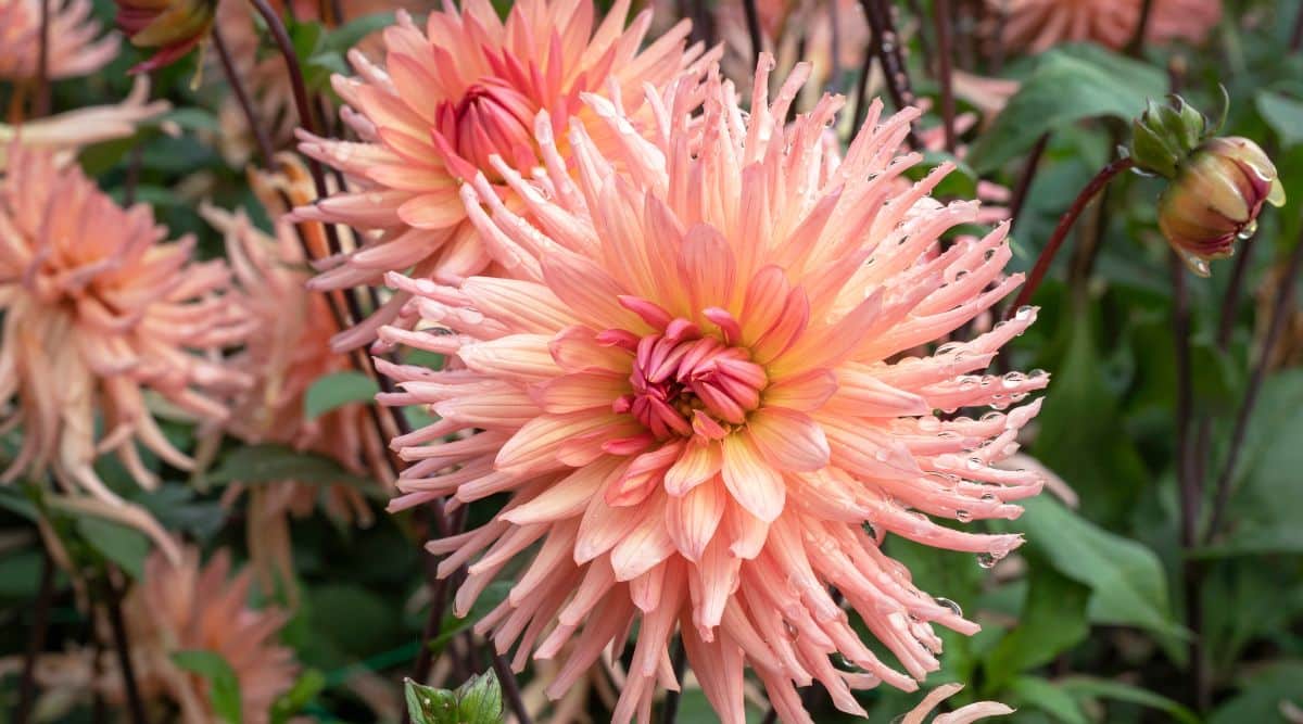 Dahlia Varieties: 64 Different Types of Dahlia You'll Love