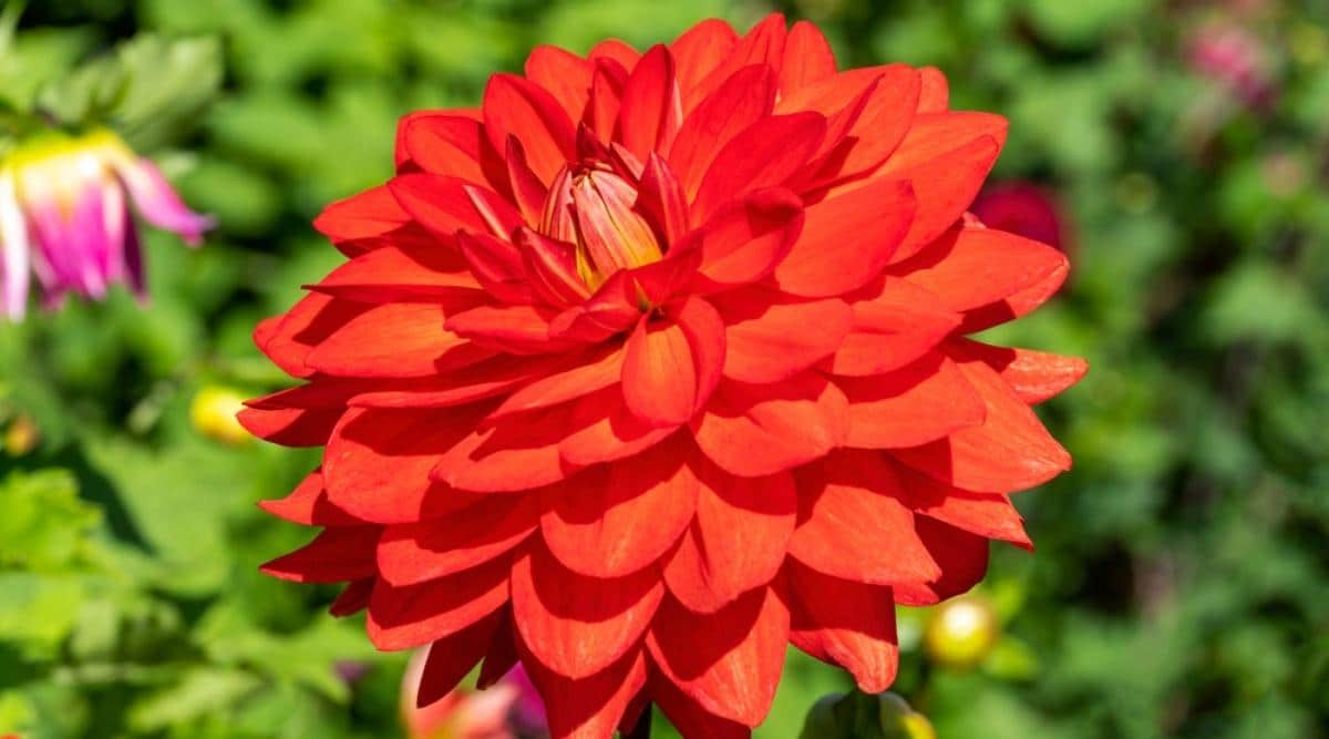Dahlia Varieties: 64 Different Types of Dahlia You'll Love