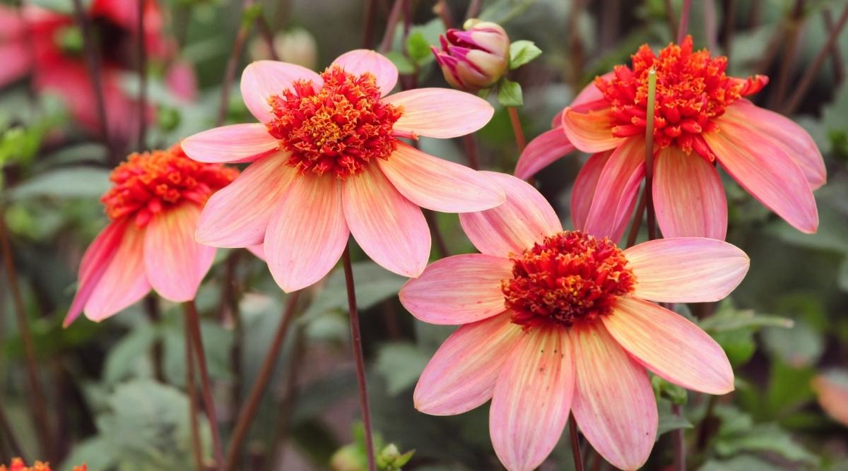Dahlia Varieties: 64 Different Types of Dahlia You'll Love