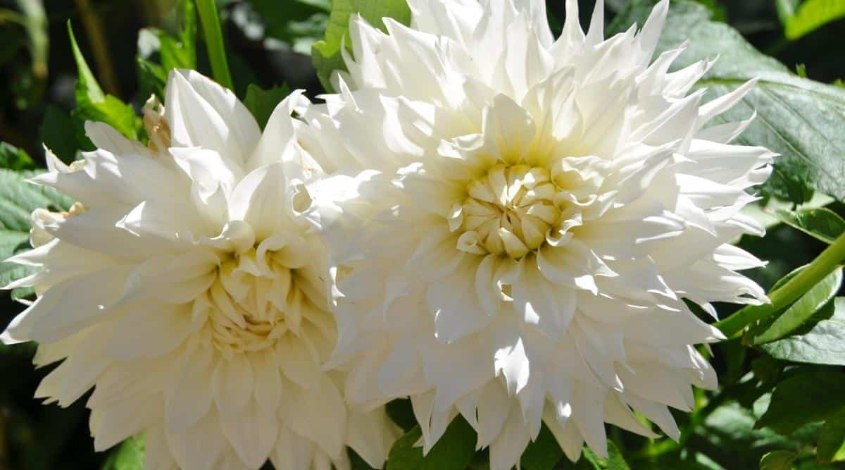 21 White Dahlia Varieties to Grow This Season