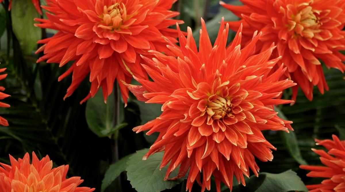 Dahlia Varieties: 64 Different Types of Dahlia You'll Love