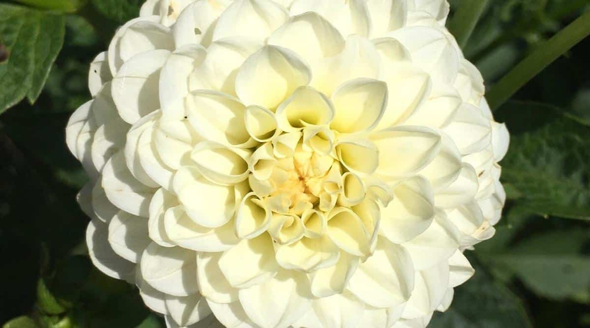 21 White Dahlia Varieties to Grow This Season