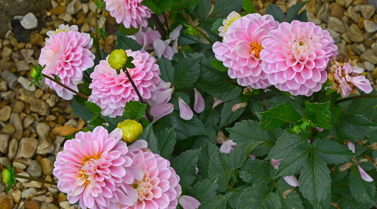 Dahlia Varieties: 64 Different Types of Dahlia You'll Love
