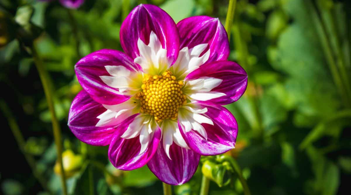 Dahlia Varieties: 64 Different Types of Dahlia You'll Love