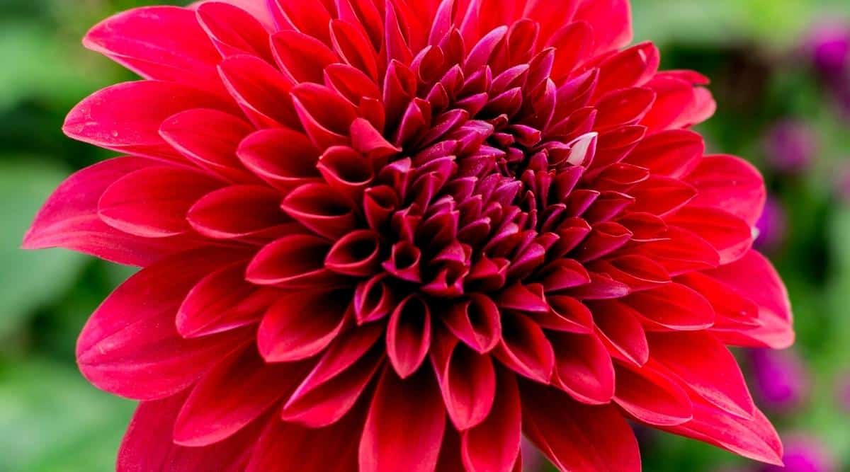 21 Red Dahlia Varieties For Your Flowerbeds