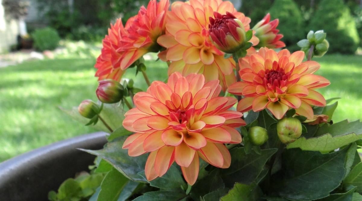 11 Tips For Growing Beautiful Dahlias in Pots or Containers