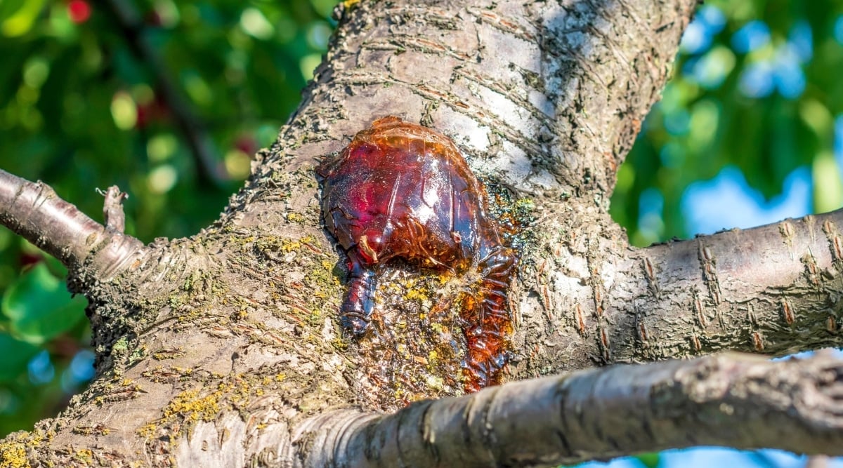 11 Common Problems With Magnolia Trees