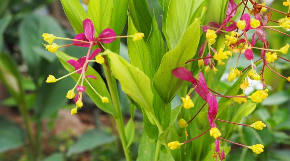 13 Varieties of Flowering Ginger for Your Garden