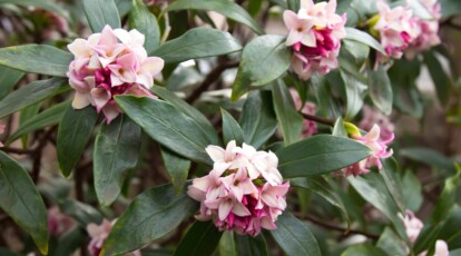 Top 21 Shrubs for Pollinators