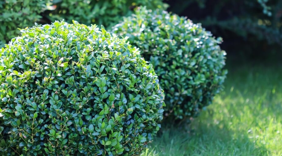 27 Evergreen Shrubs That Look Good Year-Round