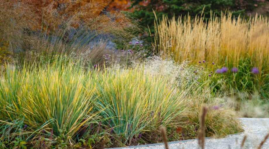How to Grow Your Own Pocket Prairie in 9 Steps