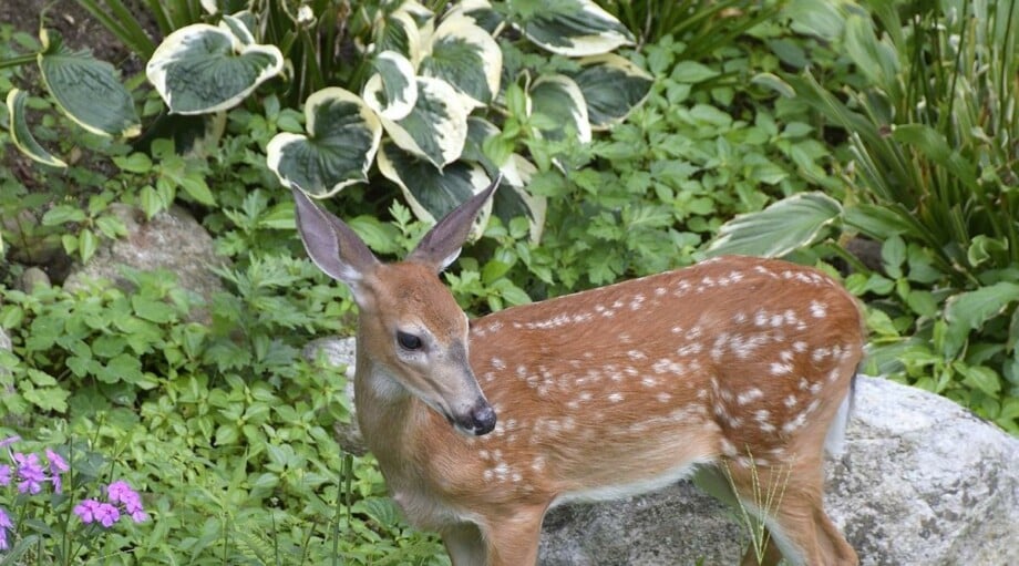 Great Description About Deer And Hosta Plants