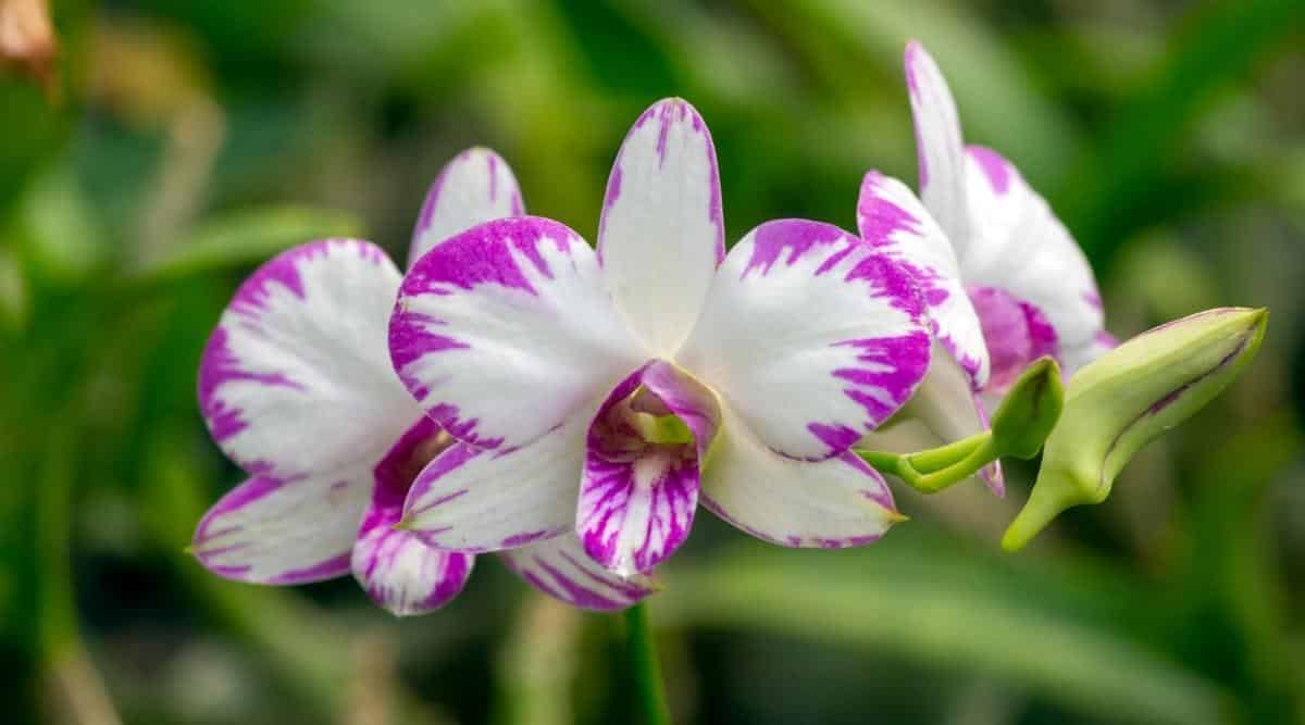15 Purple Orchid Varieties For Indoor and Outdoor Gardens