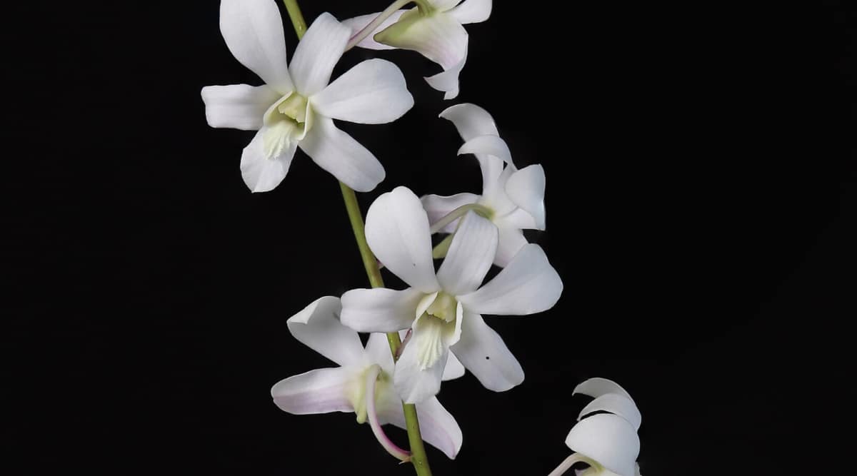 How to Plant, Grow and Care For Dendrobium Orchids