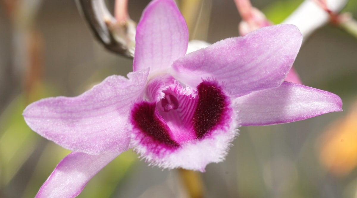 25 Different Orchids That Thrive as Indoor Houseplants