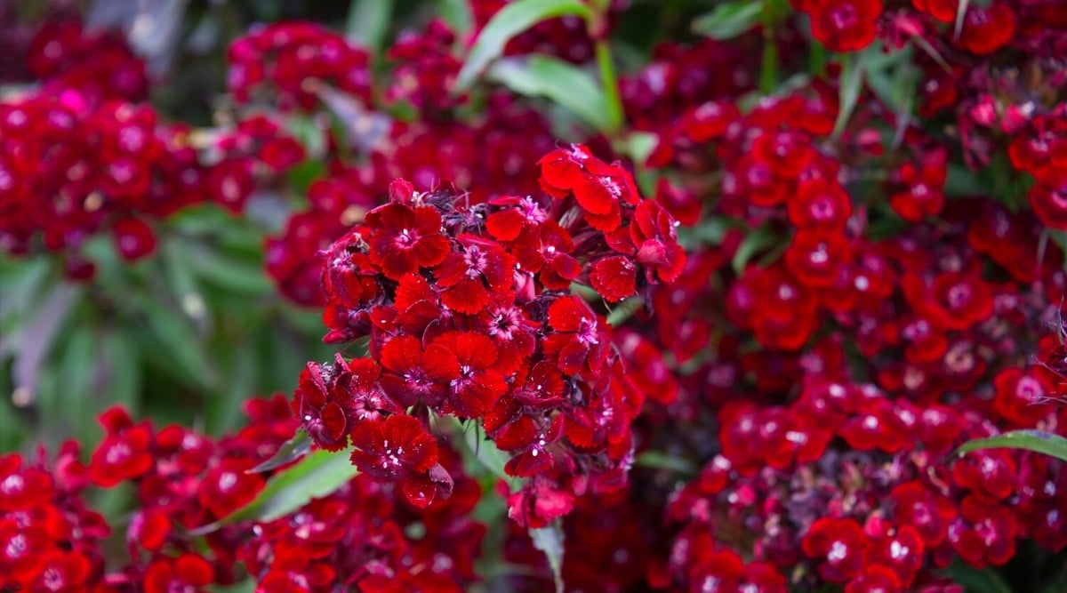 20 Different Plants With Tiny Flowers For Your Garden