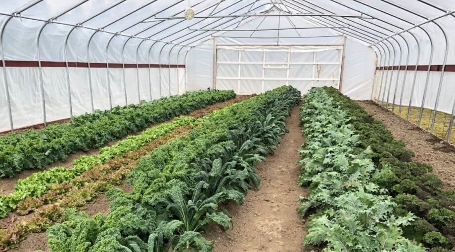 9 Benefits of Growing in High Tunnels