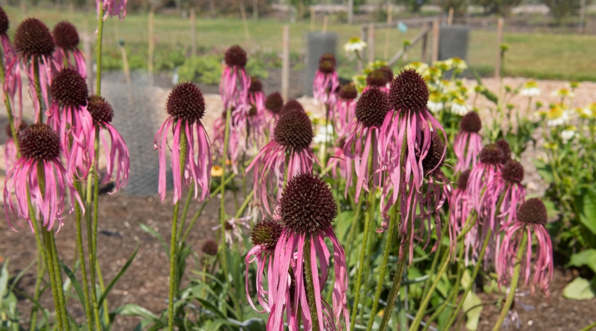 15 Common Problems With Coneflower Plants