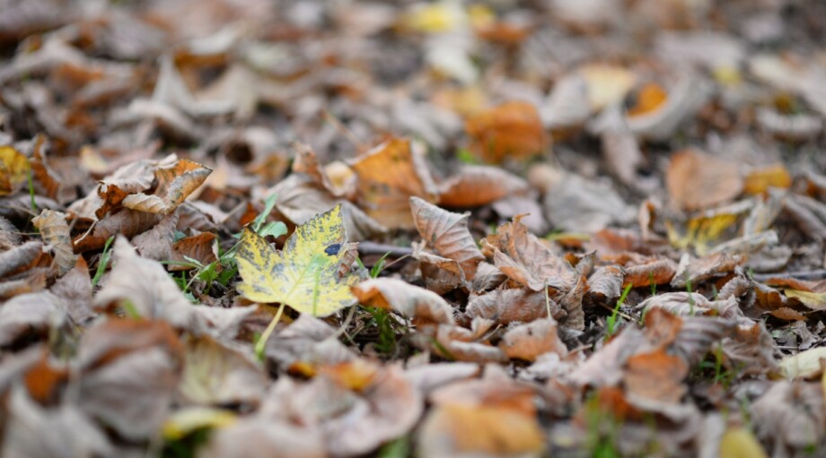 How to Tell If You're Underwatering Your Plants