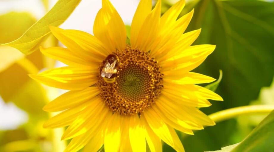 15 Dwarf Sunflower Varieties You Can Grow This Season