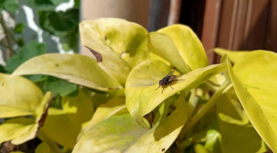 10 Reasons Your Pothos Plant is Dying (And How to Revive it)
