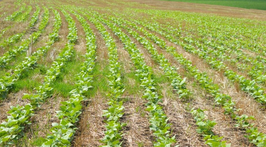 11 Benefits of No-Till Gardening