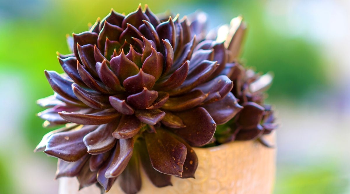 37 Different Types Purple Succulents With Names & Pictures