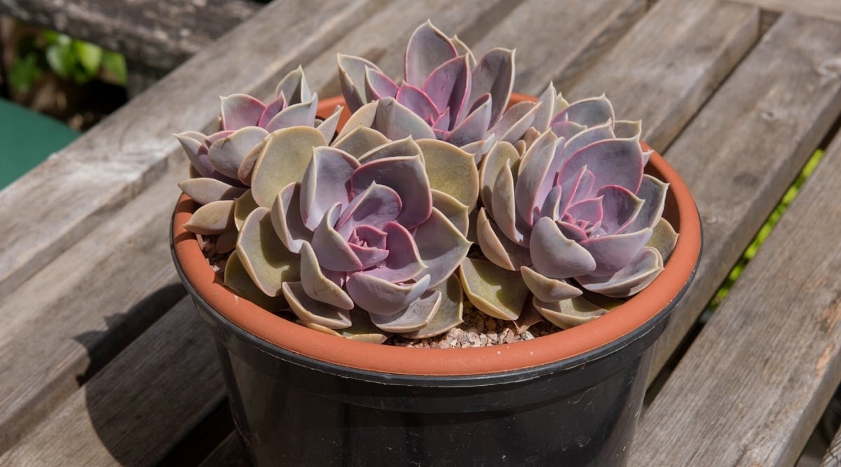 37 Different Types Purple Succulents With Names & Pictures