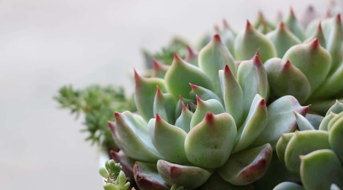 27 Pink Succulents That Will Add Color to Your Indoor Garden