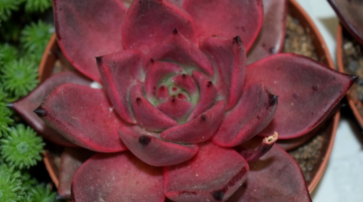 37 Different Types Purple Succulents With Names & Pictures