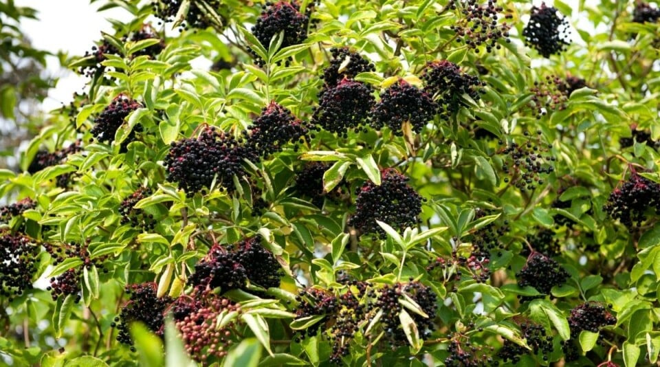 How to Plant, Grow, and Care for Elderberry Shrubs