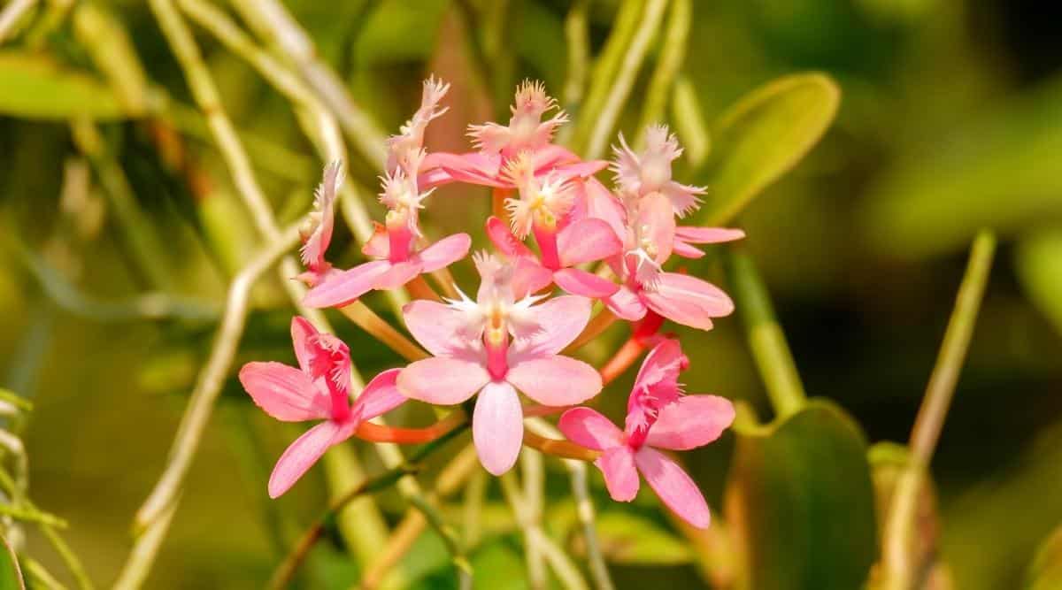 15 Pink Orchid Varieties For Indoor & Outdoor Gardens