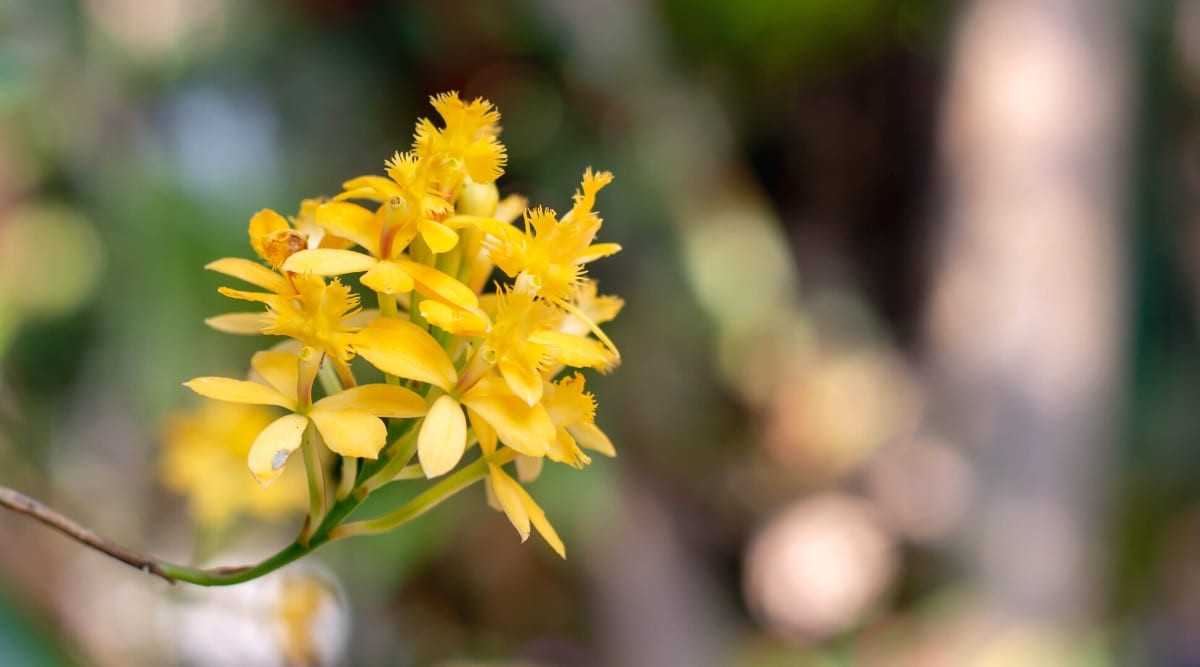 How to Plant, Grow and Care For Epidendrum Orchids