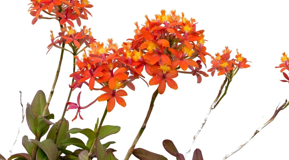How to Plant, Grow and Care For Epidendrum Orchids