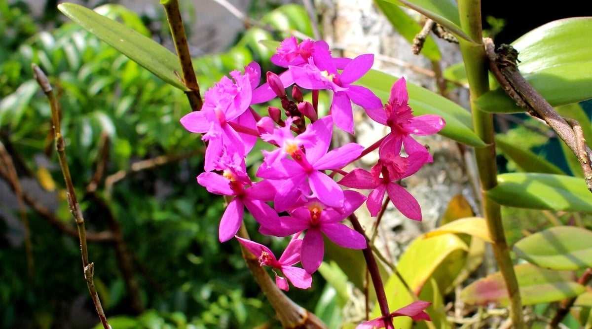 How to Plant, Grow and Care For Epidendrum Orchids
