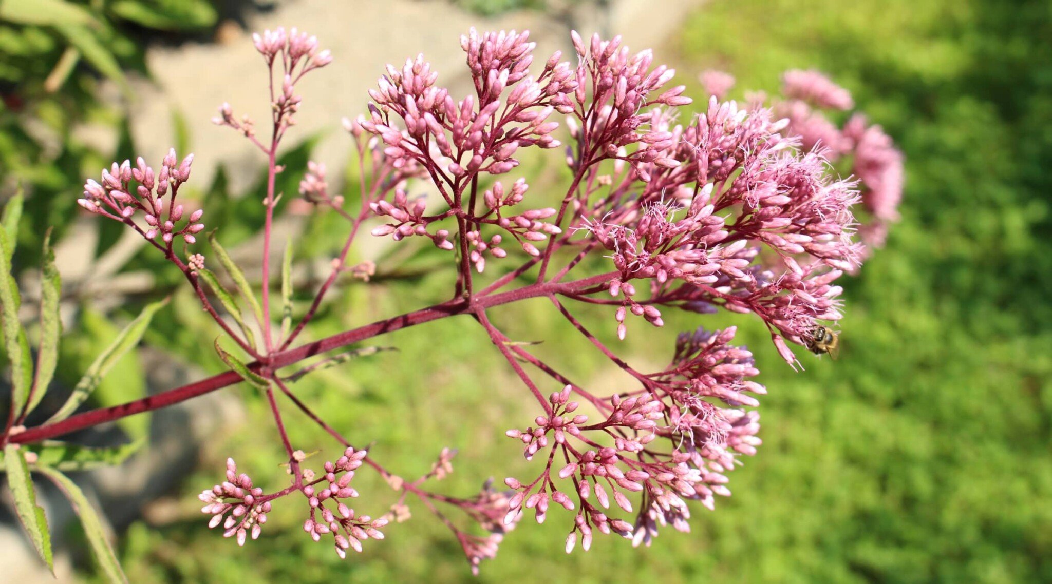 21 Native Plants For New York Gardens