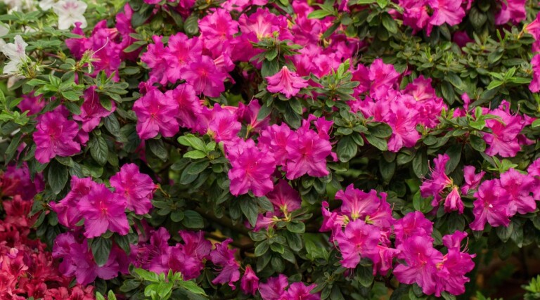 27 Evergreen Shrubs That Look Good Year-Round