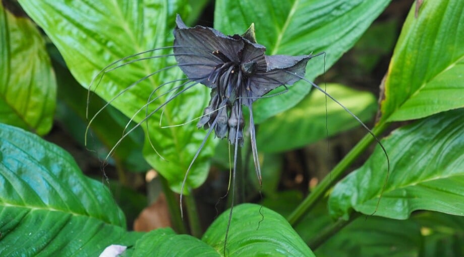 How to Plant, Grow, and Care for Bat Flower