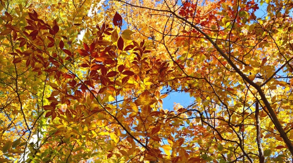 21 Trees With Spectacular Fall Color