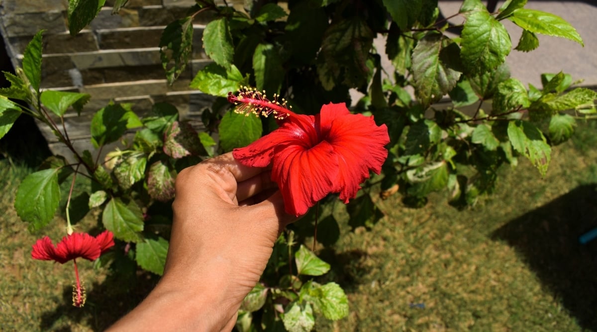 How to and When to Deadhead Hibiscus Plants